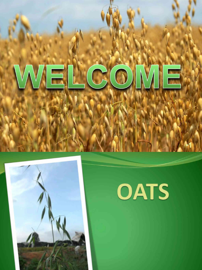 Oat Crop Improvement | PDF | Plant Breeding | Oat
