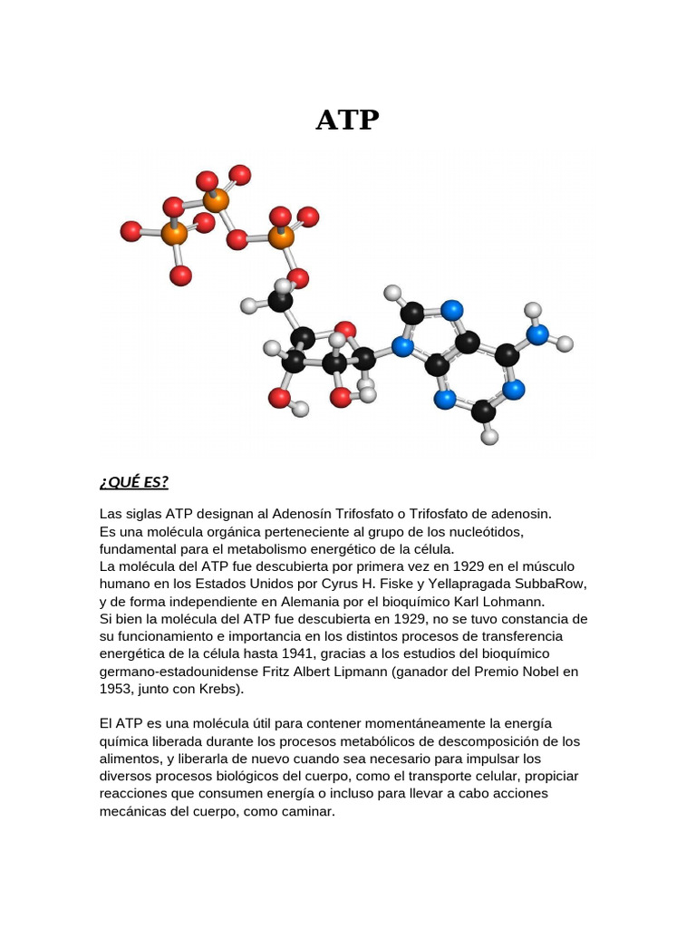 ATP CORRECION FINAL. | PDF | Trifosfato de adenosina | Respiración celular