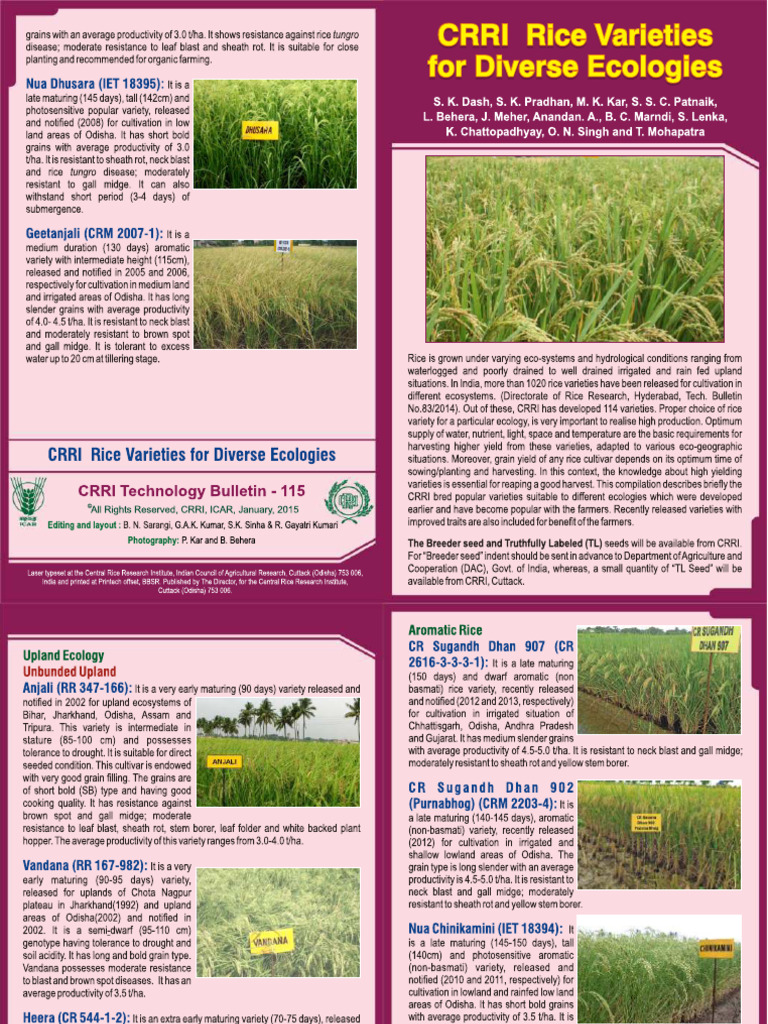 NRRI - Rice Varieties For Diverse Ecologies - English | PDF
