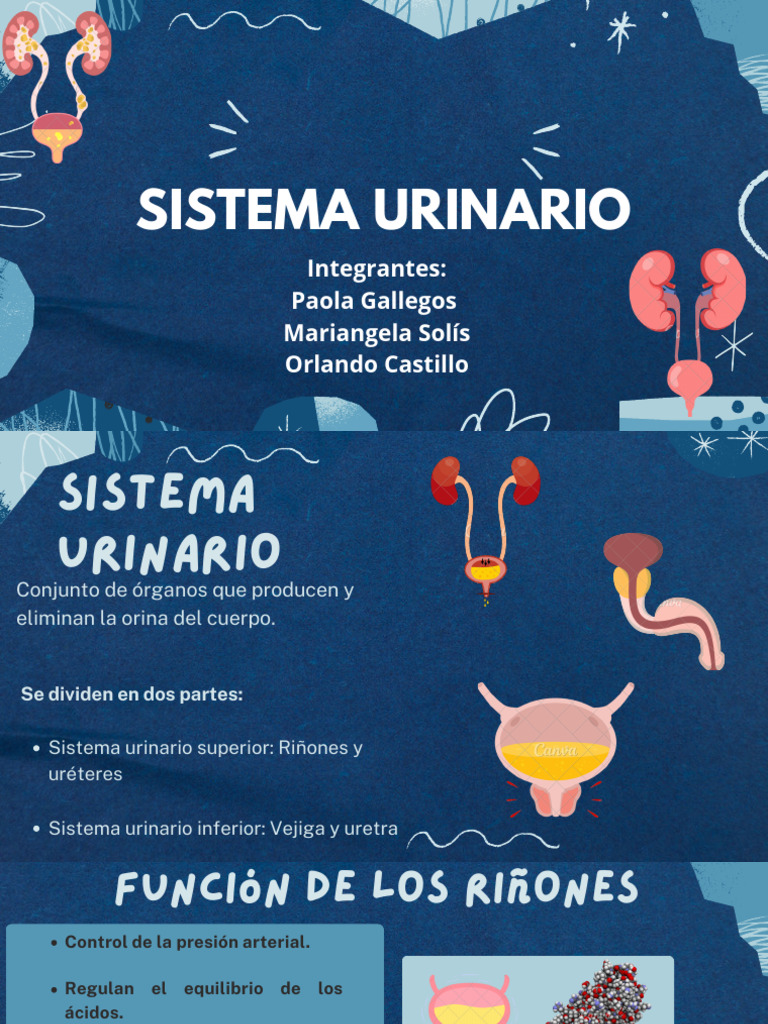 Presentacion Del Sistema Urinario | PDF | Sistema urinario | Riñón