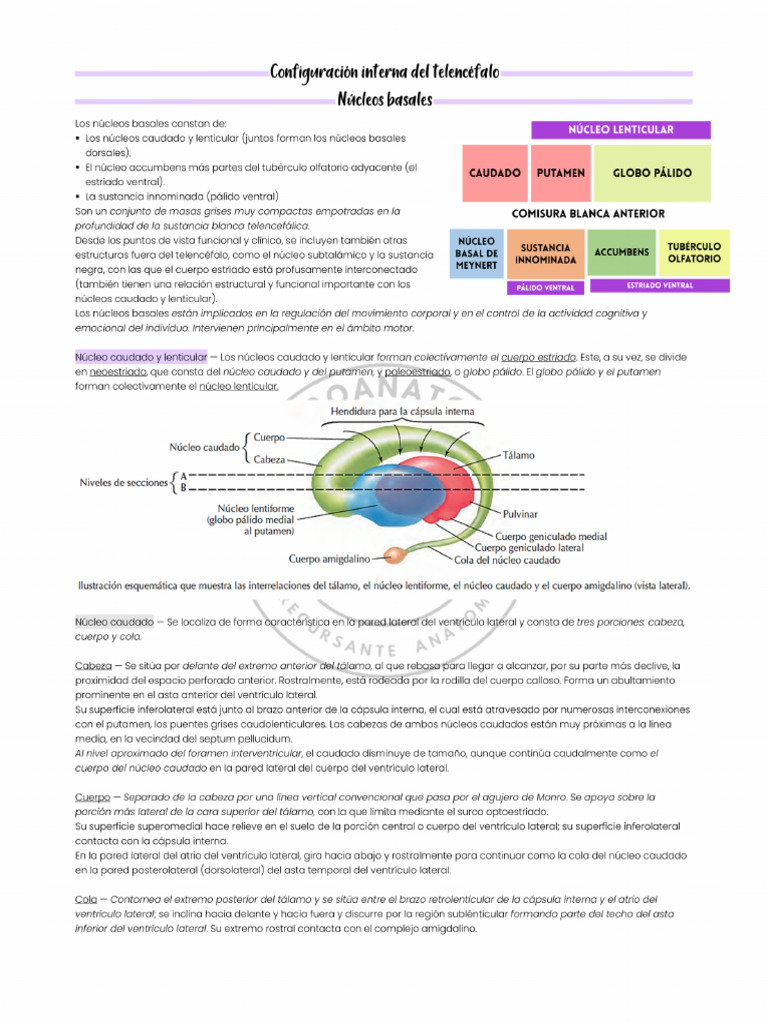 TP5 - Diencéfalo y Núcleos Basales | PDF