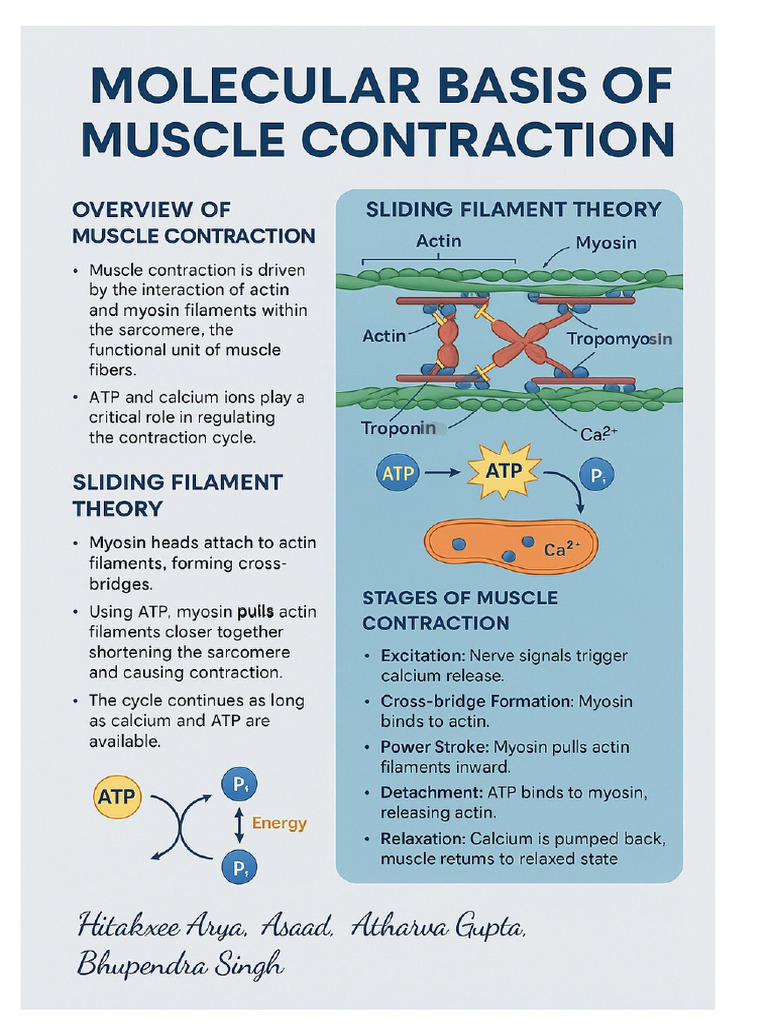 Molecular Basis of Muscle Contraction - PDF 20250403 221354 0000 | PDF