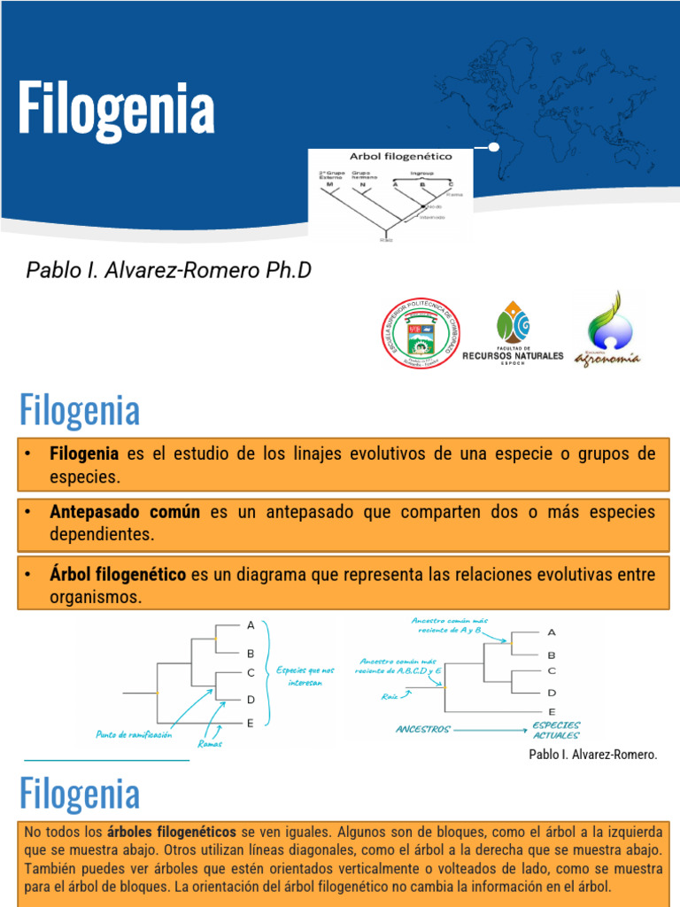 Filogenia | PDF | Filogenética | Árbol filogenético