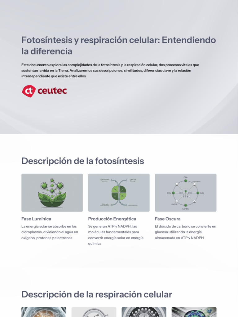 Fotosintesis y Respiracion Celular Entendiendo La Diferencia | PDF ...