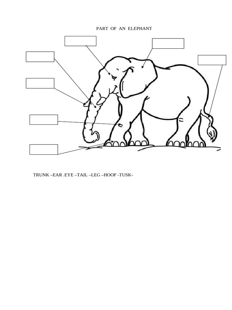 parts of an elephant | PDF