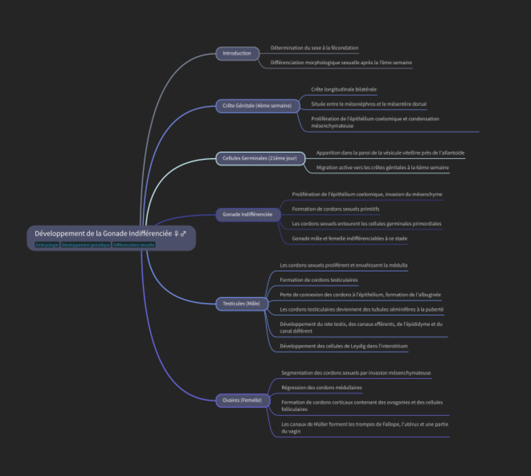 Développement de La Gonade Indifférenciée | PDF