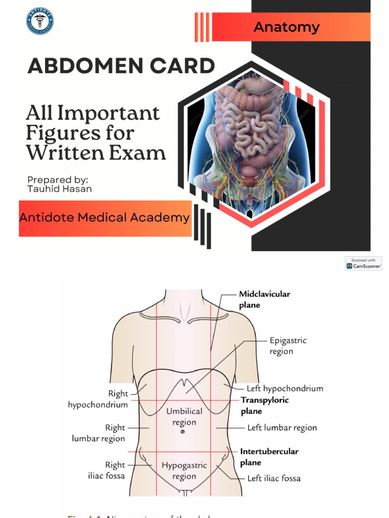 All Drawings of Abdomen Card | PDF
