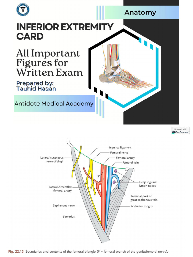 All Figures of Inferior Extremity | PDF