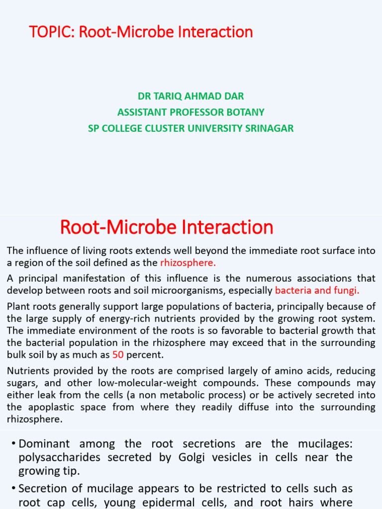 Root-Microbe Interaction | PDF | Root | Fungus
