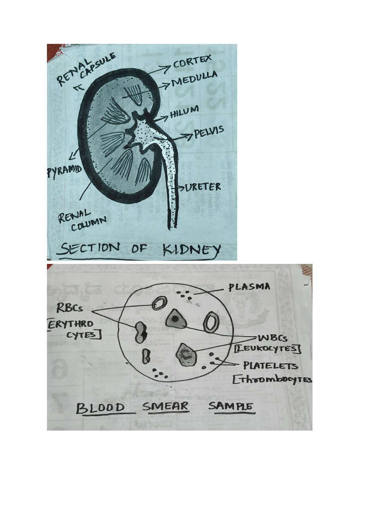 Draw Neat Labelled Diagrams | PDF
