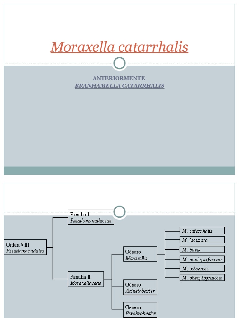 Moraxella Catarrhalis | PDF