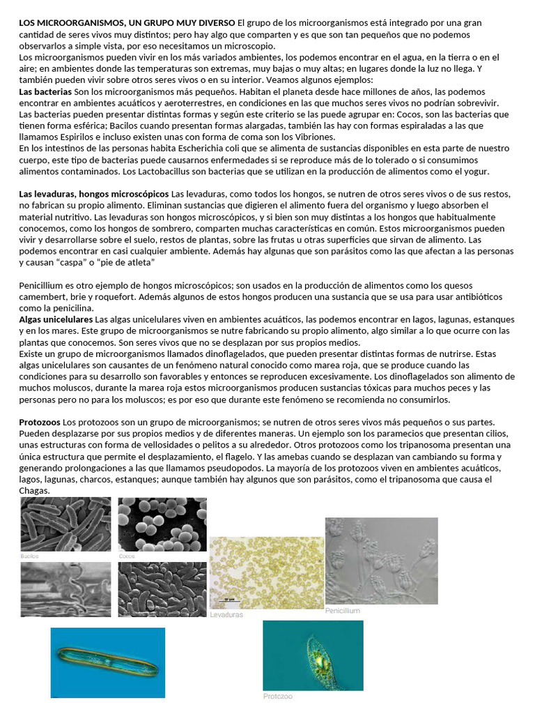 Prueba C. Nat. 6to Mezclas | PDF | Microorganismo | Las bacterias