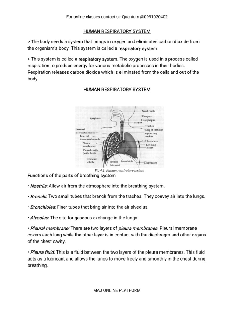 Human Respiratory System | PDF
