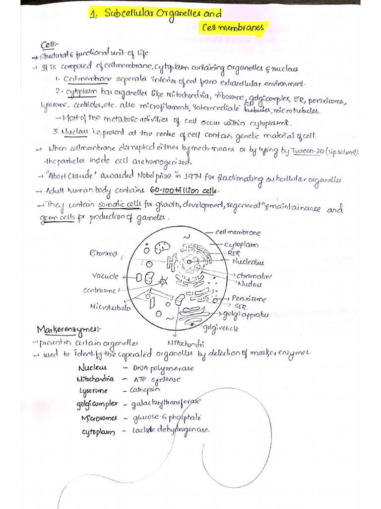Biochem Subcellular Organelles and Cell Membranes | PDF