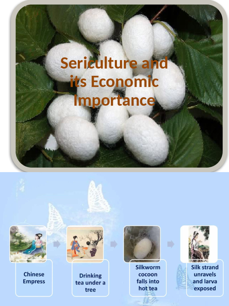 Sericulture and its Economic Importance | PDF | Silk | Biochemistry