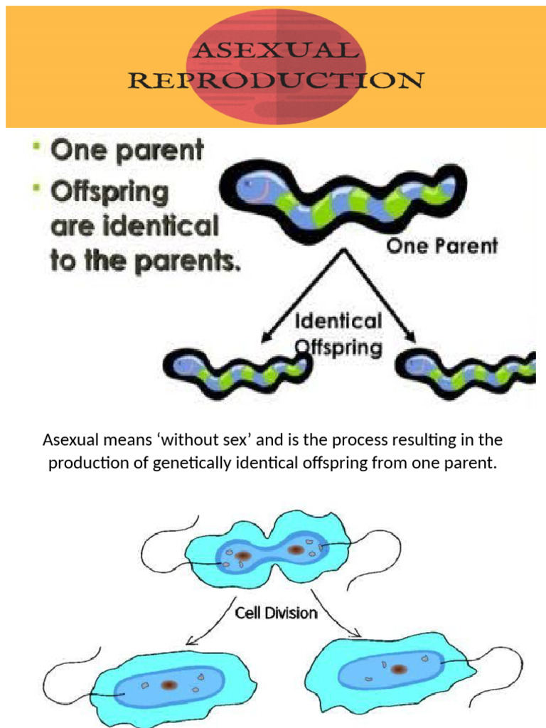 Asexual Reproduction: Methods & Examples | PDF | Reproduction | Organisms