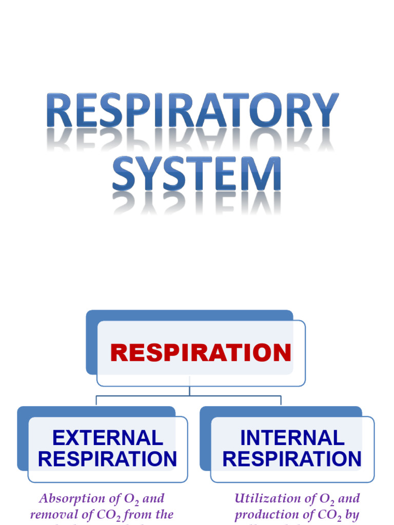 Respiratory Physiology Powerpoint Presentation | PDF | Lung ...