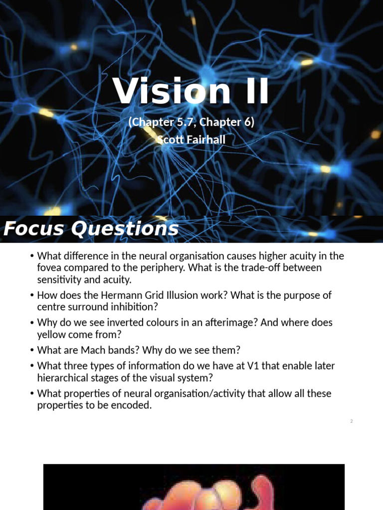 Lecture 4 - Vision II Sept16 - 2024 | PDF | Visual Cortex | Visual System