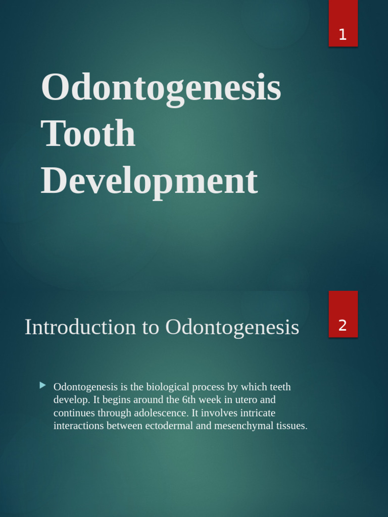 Understanding Odontogenesis Stages | PDF | Human Tooth | Mouth