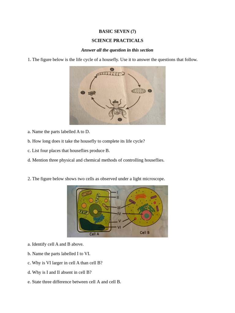 Pratical Question Basic 7 | PDF