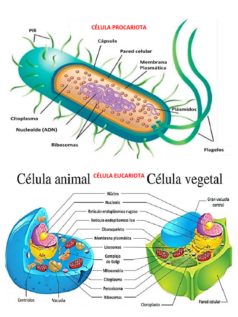 Célula Procariota | PDF