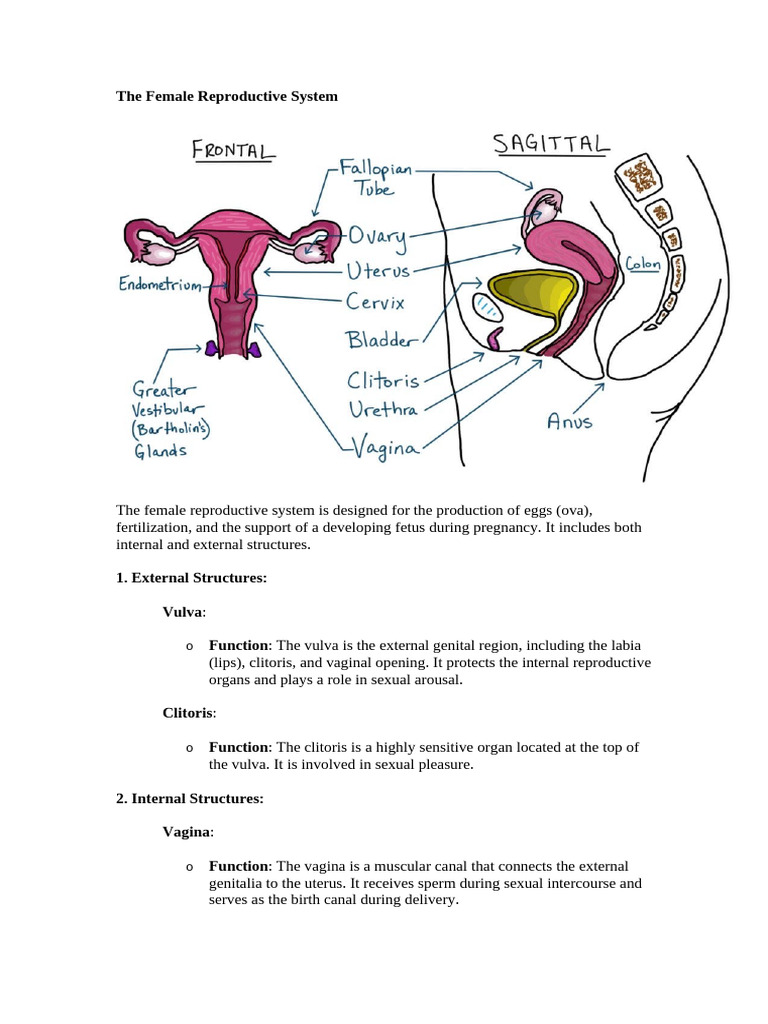 Overview of the Female Reproductive System | PDF | Reproductive System ...