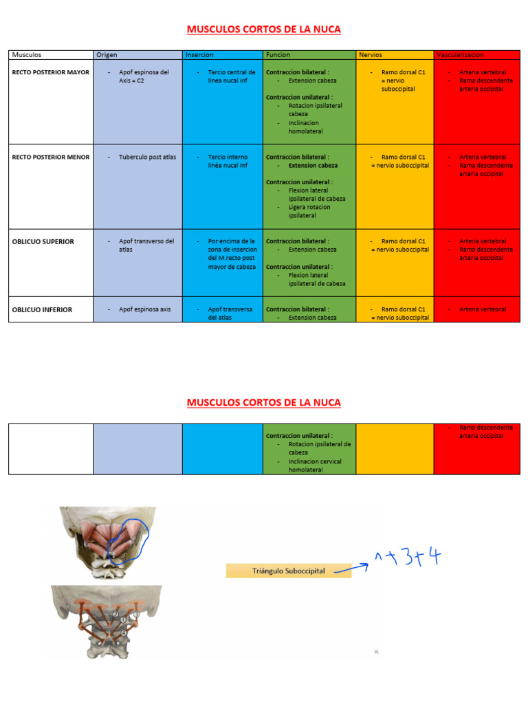 Musculo Corto Nucal Tema 13 | PDF | Anatomía humana | Sistema ...