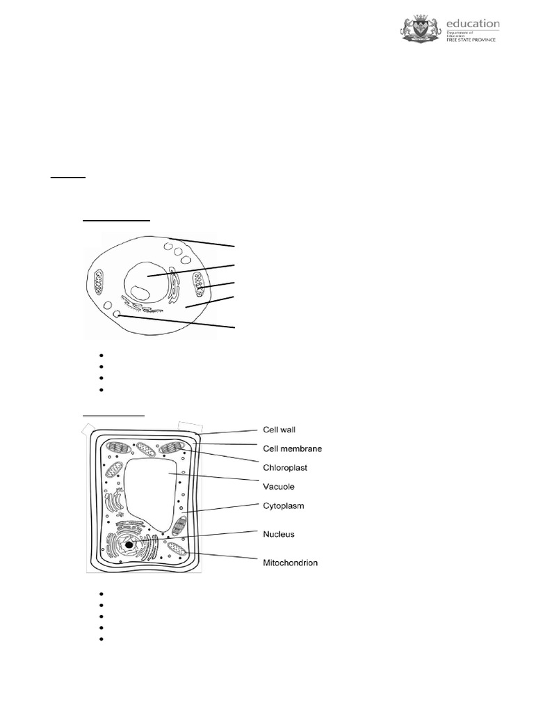 NS Gr9 Term 1 Practical Task 2023 Marking Guideline 1673277614 | PDF | Cell (Biology) | Cytoplasm