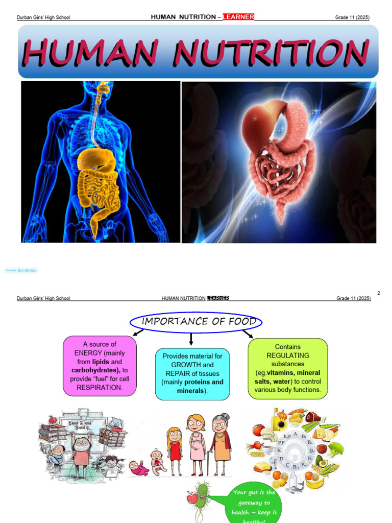2025 Human Nutrition Learner Ipad | PDF | Digestion | Pancreas