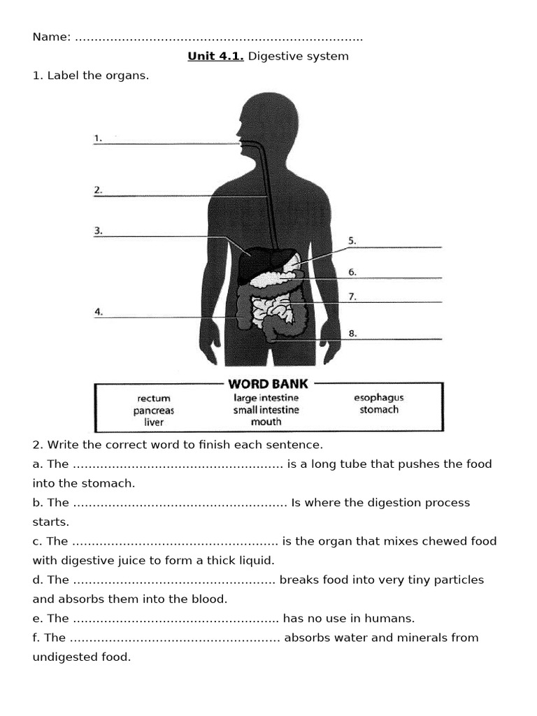 Digestive System Overview and Functions | PDF | Digestion ...