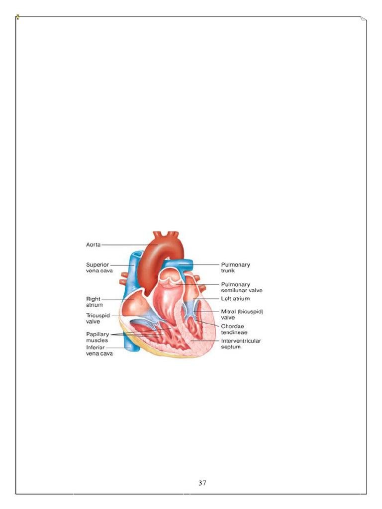 Cardiovascular System 1 | PDF | Heart | Atrium (Heart)