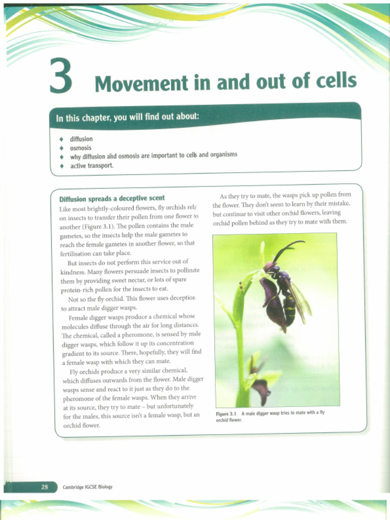 Chapter 3 Movement in and Out of Cells | PDF