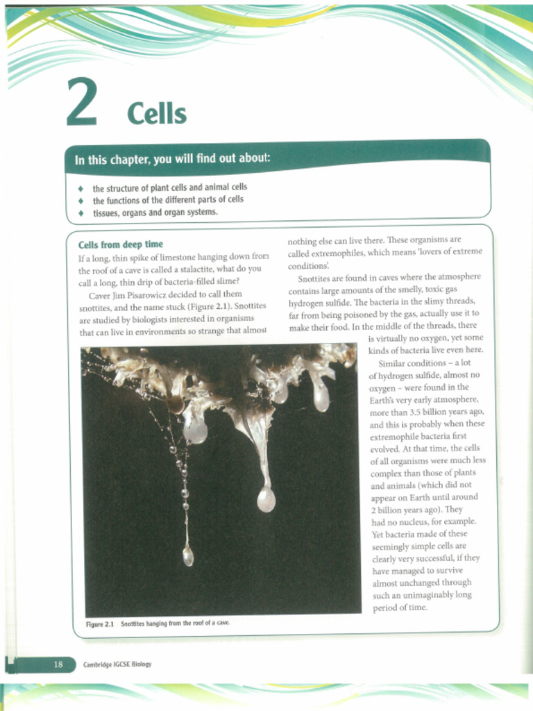 Chapter 2 Cells | PDF