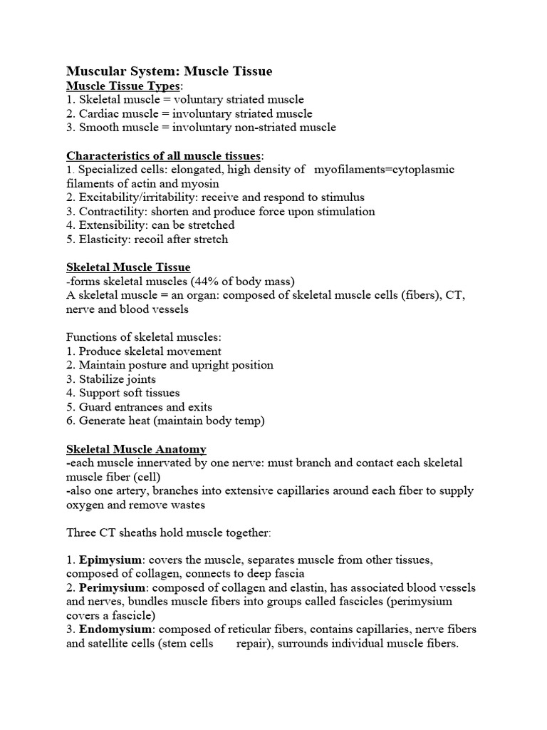 Muscular System: Muscle Tissue | PDF | Muscle Contraction | Skeletal Muscle