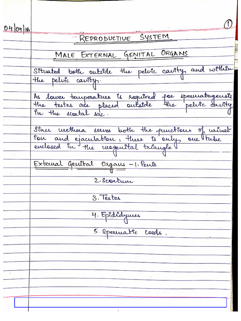 ANATOMY OF MALE REPRODUCTIVE ORGAN (1) (1) | PDF
