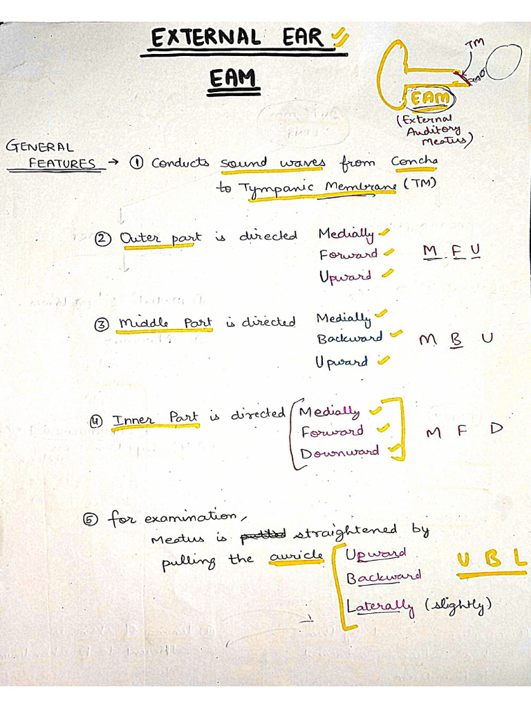 External Acoustic Meatus | PDF