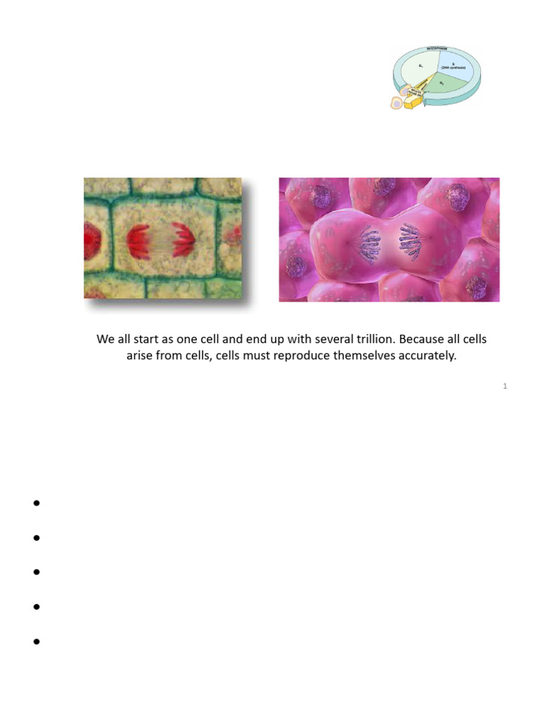 Understanding the Cell Cycle and Mitosis | PDF | Mitosis | Chromosome
