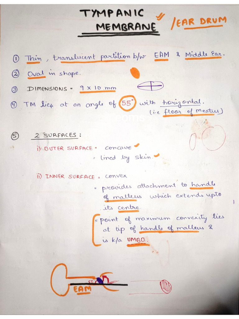 Tympanic Membrane | PDF