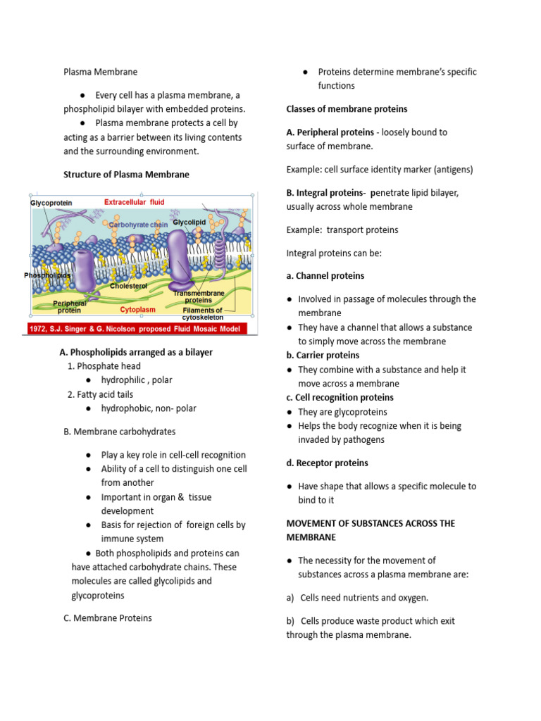 Handout - Transport Mechanism | PDF | Cell Membrane | Osmosis