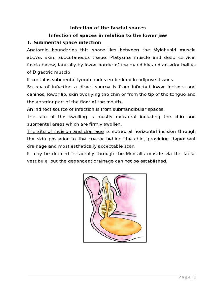 Submental and Submandibular Infections | PDF | Anatomical Terms Of ...