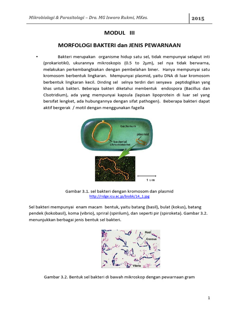 MODUL III Morfologi Dan Pewarnaan Bakteri | PDF