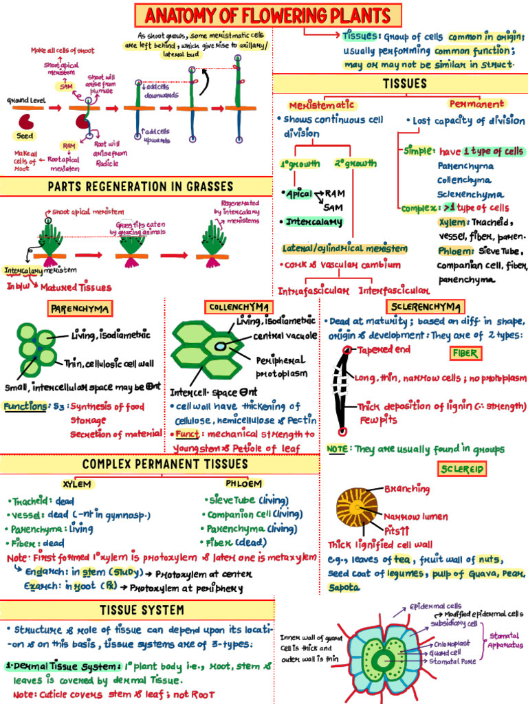 Anatomy of Flowering Plants | PDF