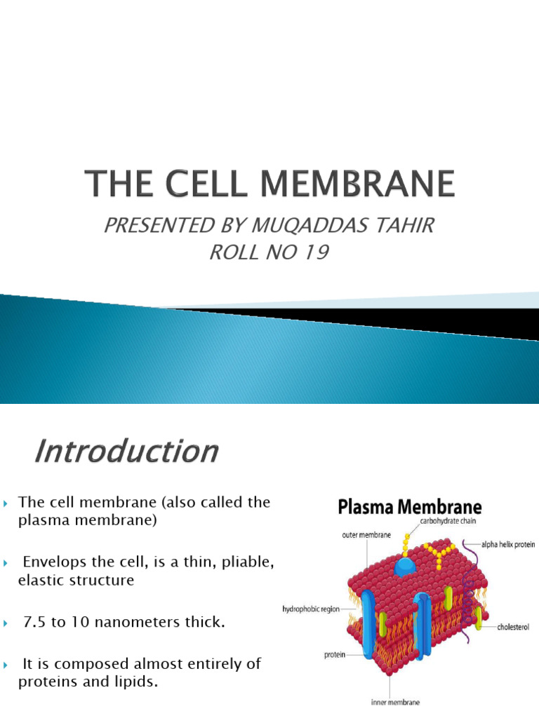 Cell Membrane Presentation | PDF
