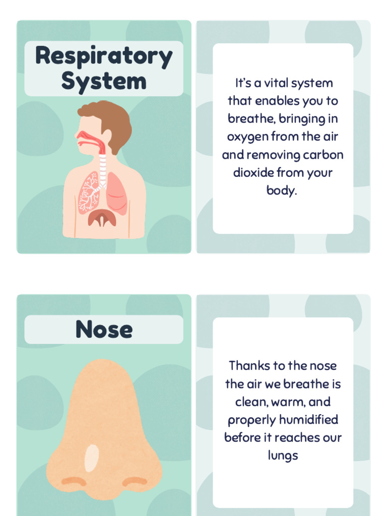 Blue and White Ilustrated Respiratory System Flashcards | PDF