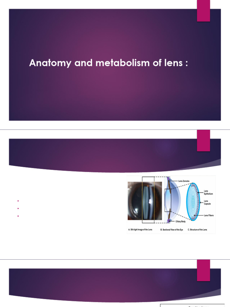 Lens Anatomy and Metabolism Overview | PDF | Glycolysis | Nicotinamide ...