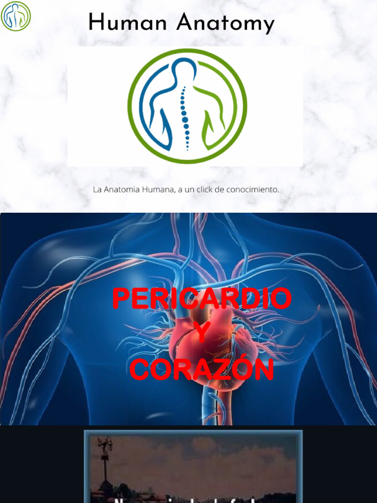 Estructura y Función del Corazón y Pericardio | PDF | Corazón | Angiología
