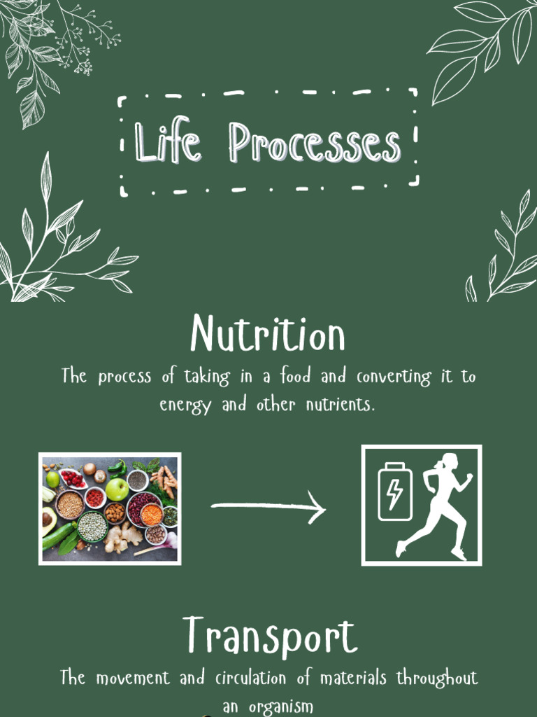 Life Processes | PDF