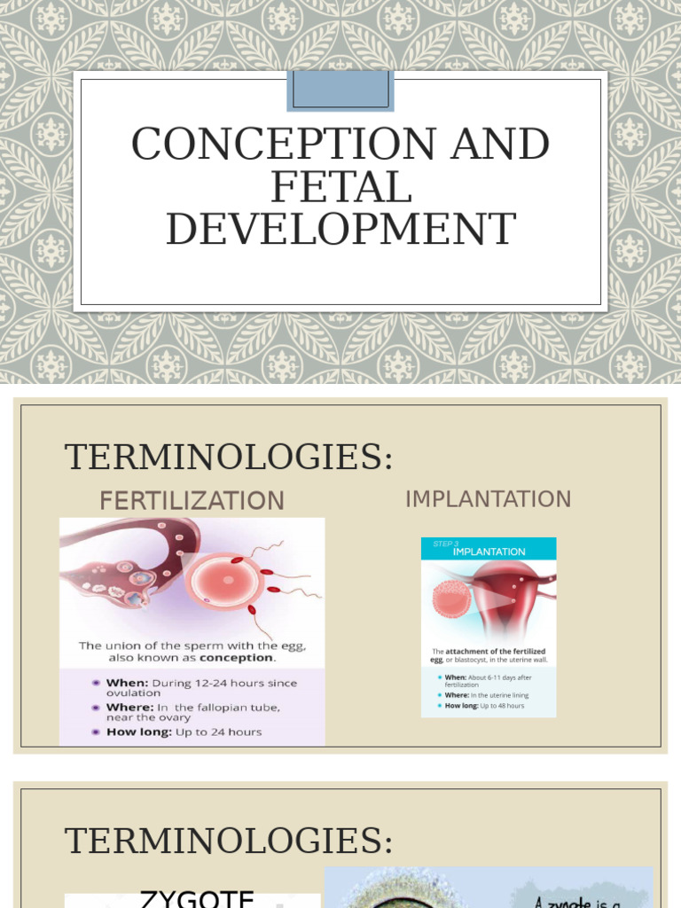 Conception and Fetal Development | PDF