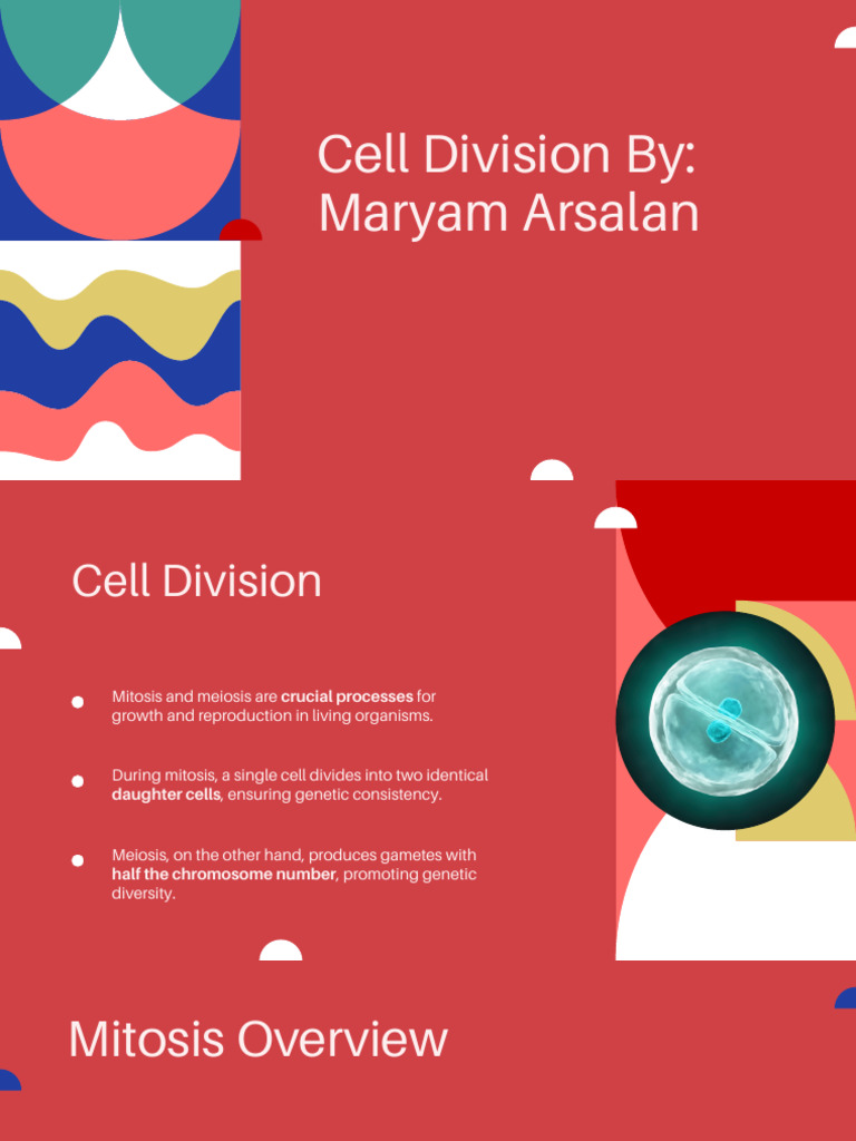 Presentation - Cell Division Explained | PDF