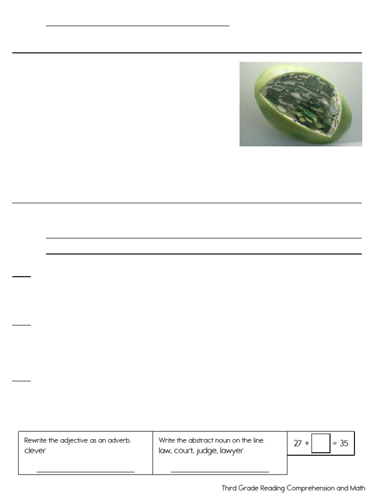 3rd-grade-reading-comprehension-worksheets | PDF | Chloroplast | Plants